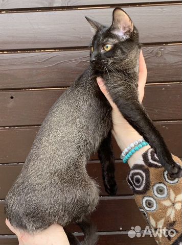 Котята чаузи