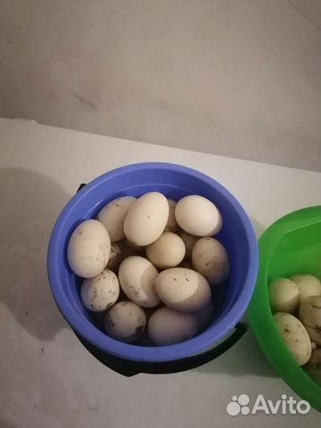 Инкубационное яйцо индоутки