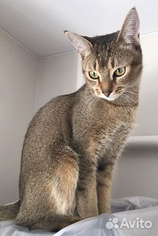 Абиссинский котик в добрые руки