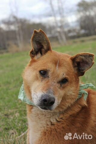 Лис Иван очень хочет домой