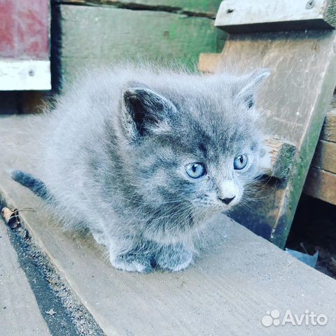 Дымчато голубые котята