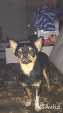 Супер мини чихуахуа