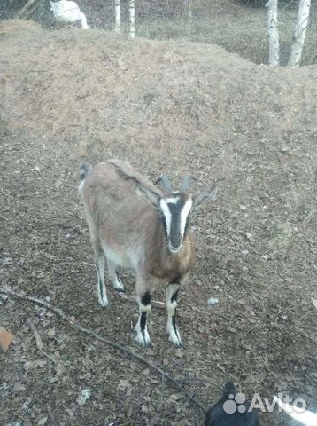 Коза дойная