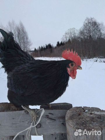 Цыплята Синь Синь Дянь