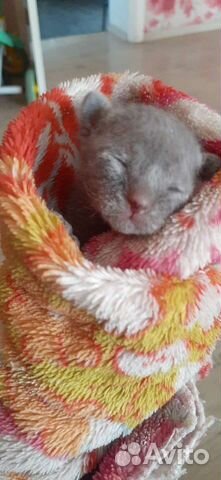 Котенок сфинкс