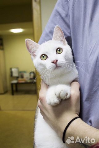 Пломбир(4 мес) - маленький кот)