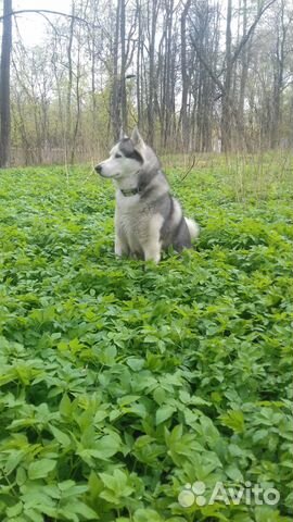 Вязка кобель Хаски