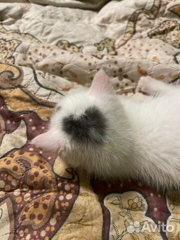 Чудесная белая девочка котенок с сердечком