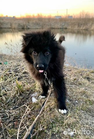 Щенок метис