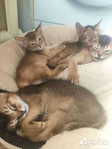 Абиссинские котята