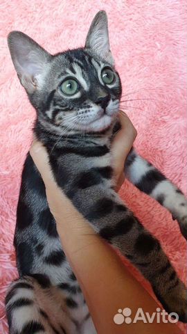 Бенгальские котята