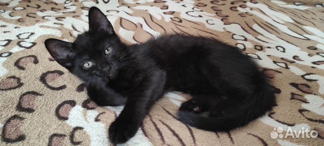 Котята черный и бурый 2,5 месяца