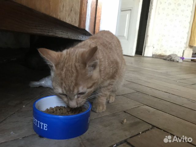 Котёнок