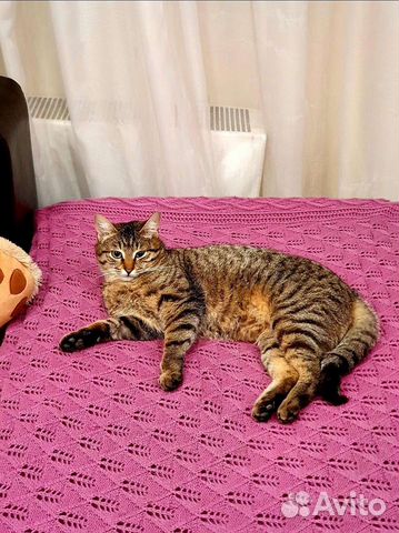 Василиус славный умный кот