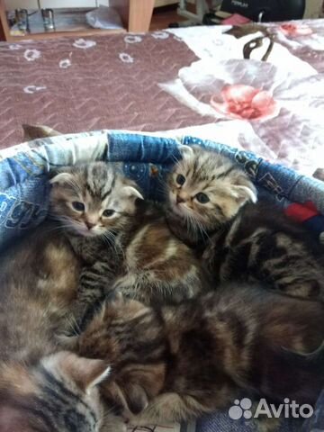 Кошки