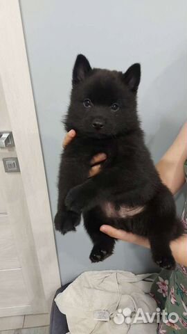 Продам Щенка Шипперке