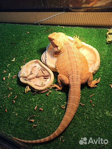 Бородатый дракон