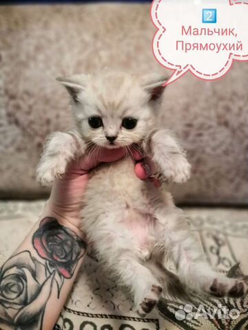 Шотландские мраморные котята