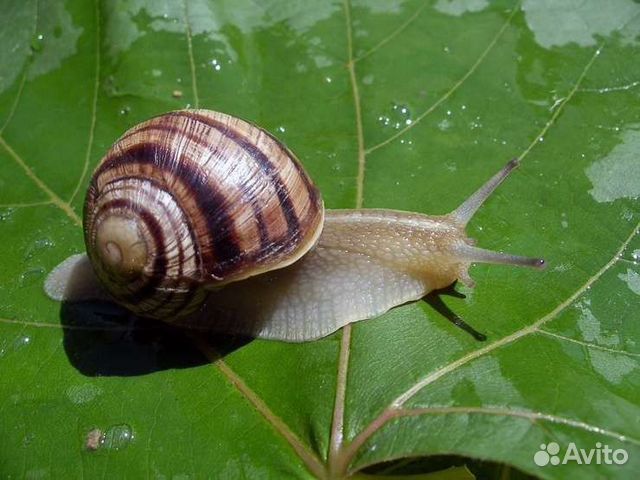 Улитка виноградная