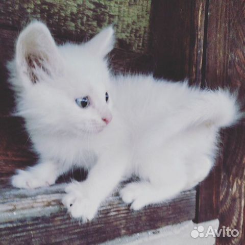 Сладкое облачко