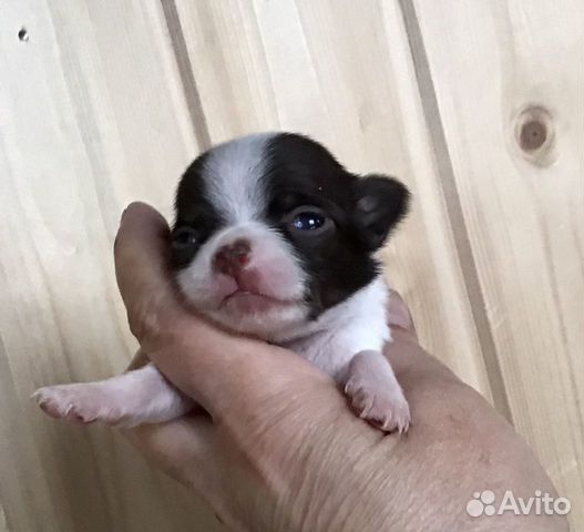 Чихуахуа micro и mini