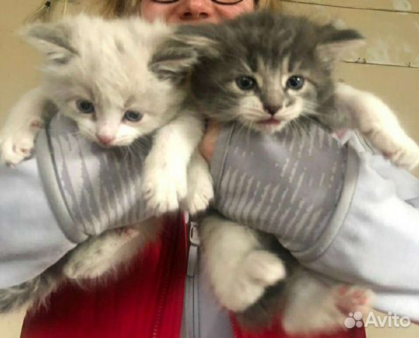 Маленьким пушистикам со склада нужен дом