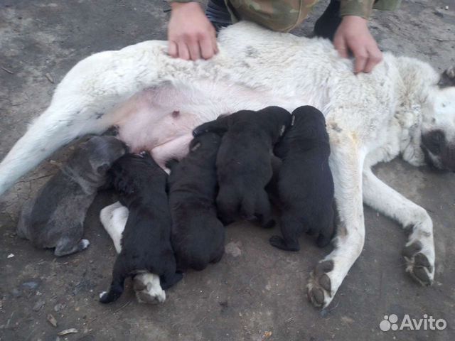 Щенки азиатской овчарки