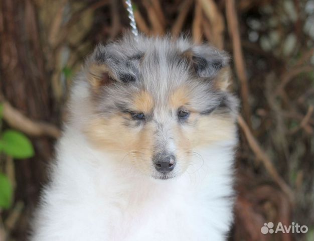 Мраморный красавчик