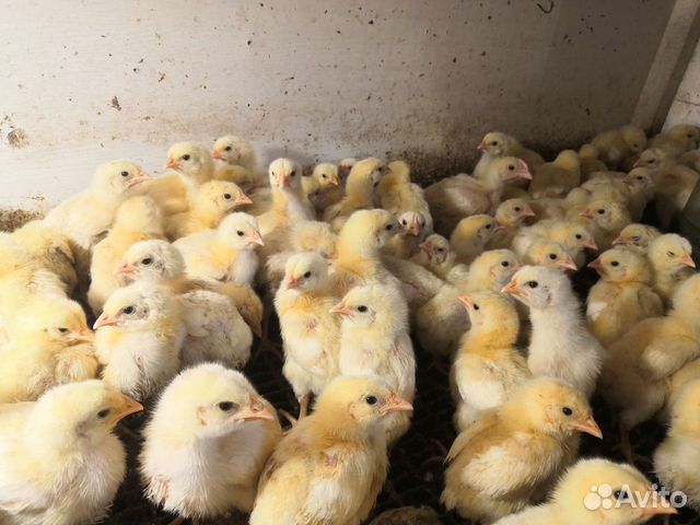 Бройлер.Индюшата.Гусята.Утята.Мулард.Цып домашние