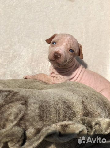 Шоколадная девочка агт