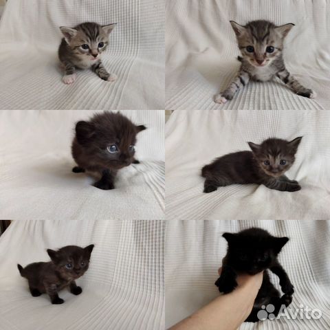 Котята. Малыши-карандаши;)