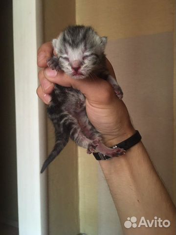 Шотландские вислоухие котята