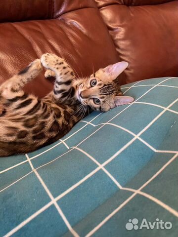 Бенгальские котята в любимцы