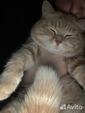 Котик британец