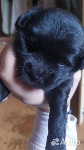 Щенки помесь йорка