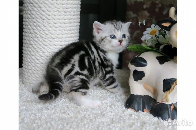 Мордашки кукляшки