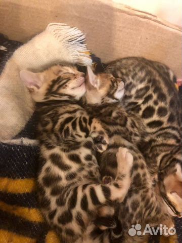 Бенгальская