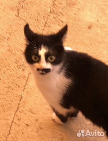 Кошка в добрые руки