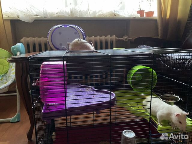 Отдам 2 домашних белых крысок около 5 месяцев