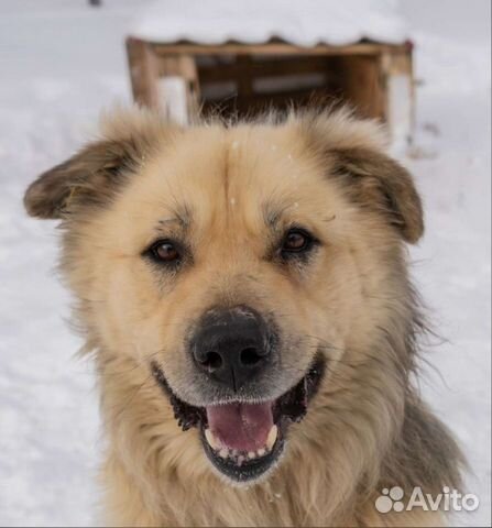 Метис кавказской овчарки в отлове