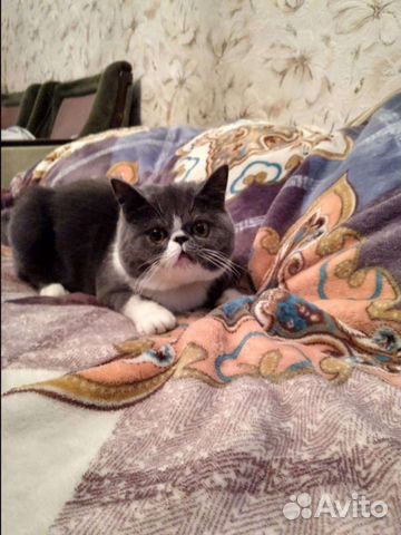 Экзотическая короткошерстная