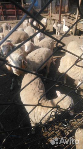 Шерсть овечья