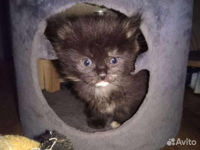 Кошка