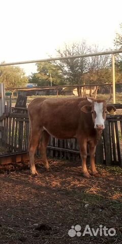 4 коровы 1 тёлка 3 телят