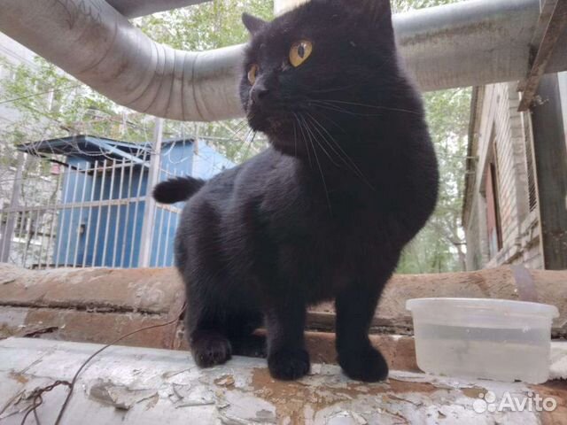 Ищем дом кошечке