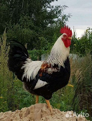 Куры и петухи