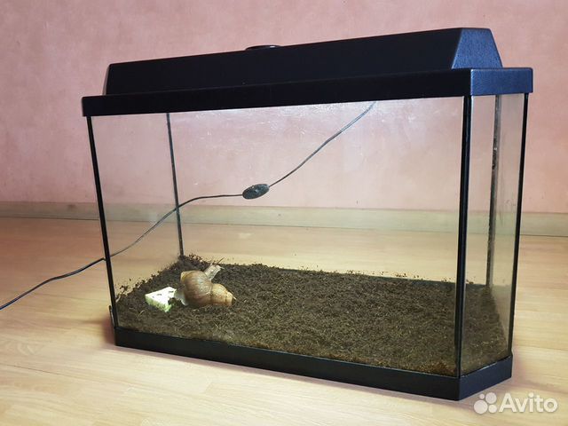 Террариум с улиткой