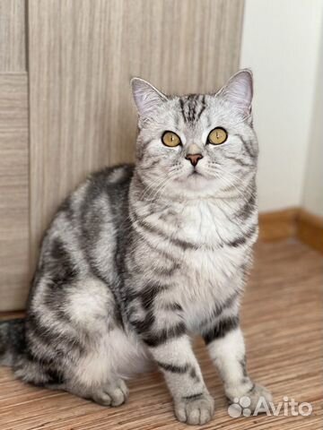 Кошечка (смесь британца и шотландца)