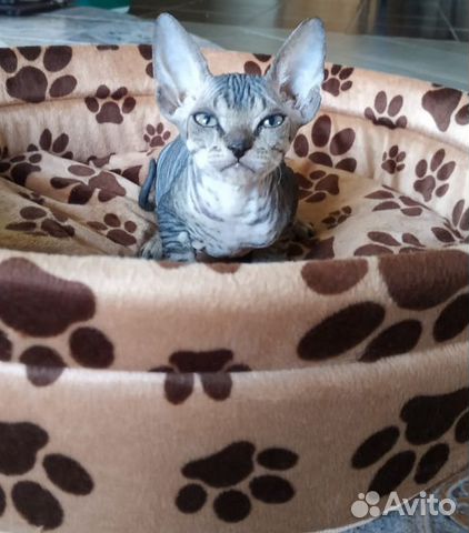 Донской сфинкс котенок