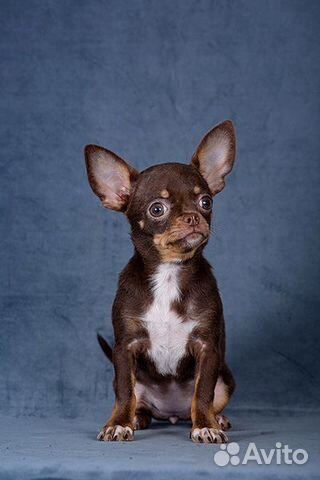 Щенки чихуахуа
